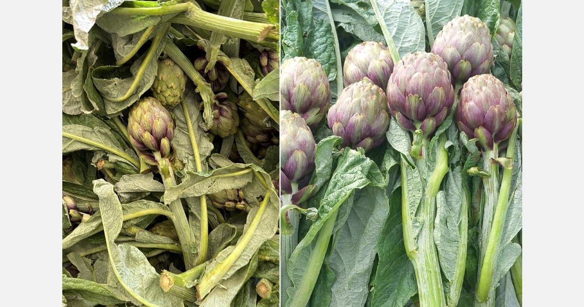 "Riusciamo a garantire qualità costante per tutto l'anno, alternando ...