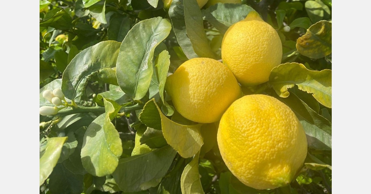 Limoni siciliani: annata difficile ma non impossibile