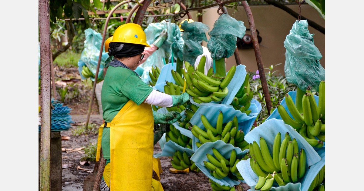 "Esportazione di banane costante, ma cambiano gli equilibri a livello ...