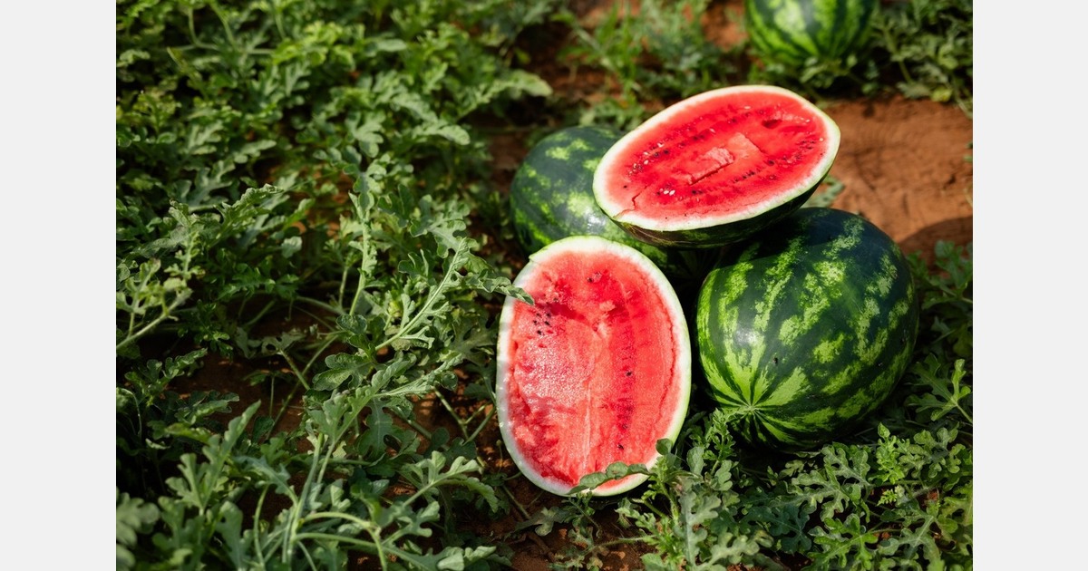 Angurie: buona richiesta per le mini italiane