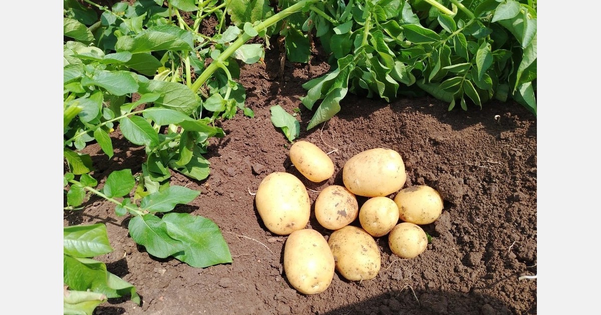 In raccolta tra pochi giorni la Patata dorata del Guà