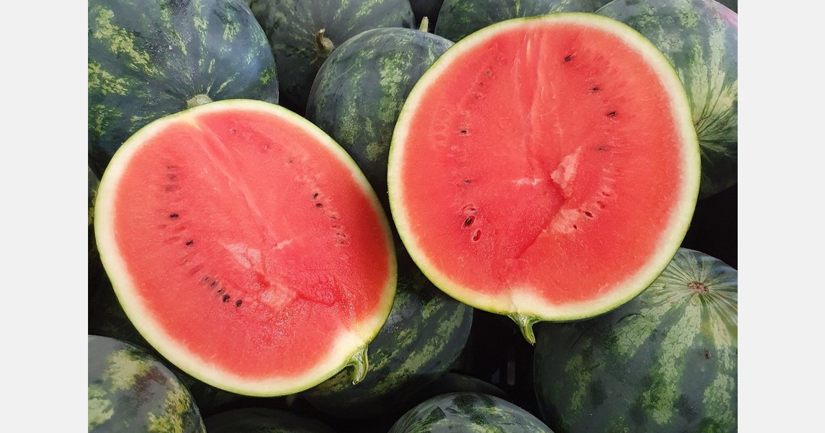 "Drupacee in chiusura, mini angurie al via e a breve si parte con l'uva"