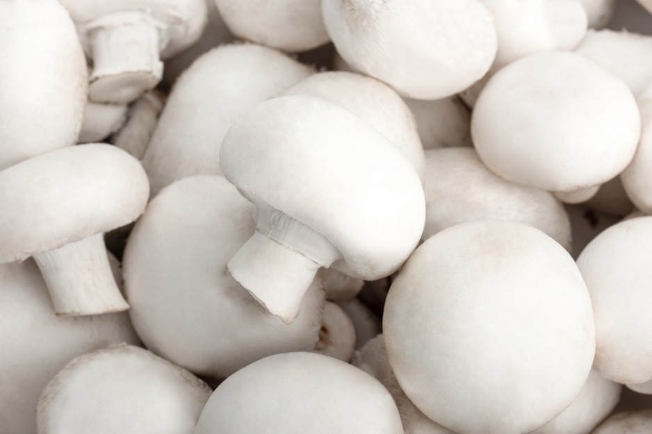 La coltivazione di funghi europei punta alla sostenibilità e all ...