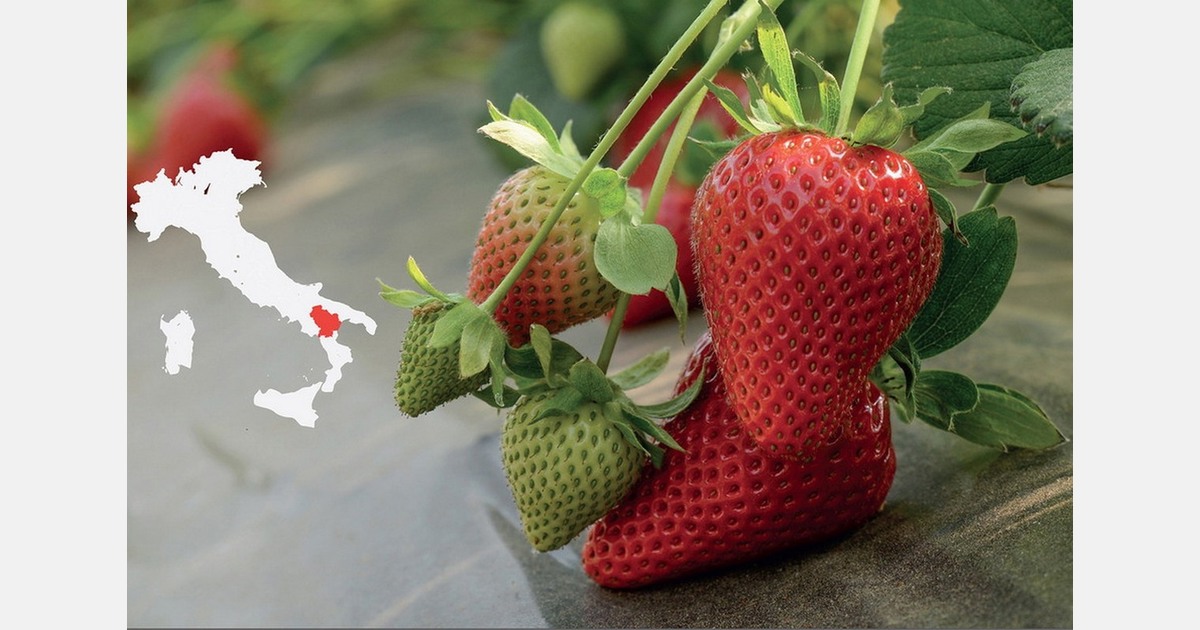 Marchio IGP per la Fragola della Basilicata: chiusura positiva dell ...