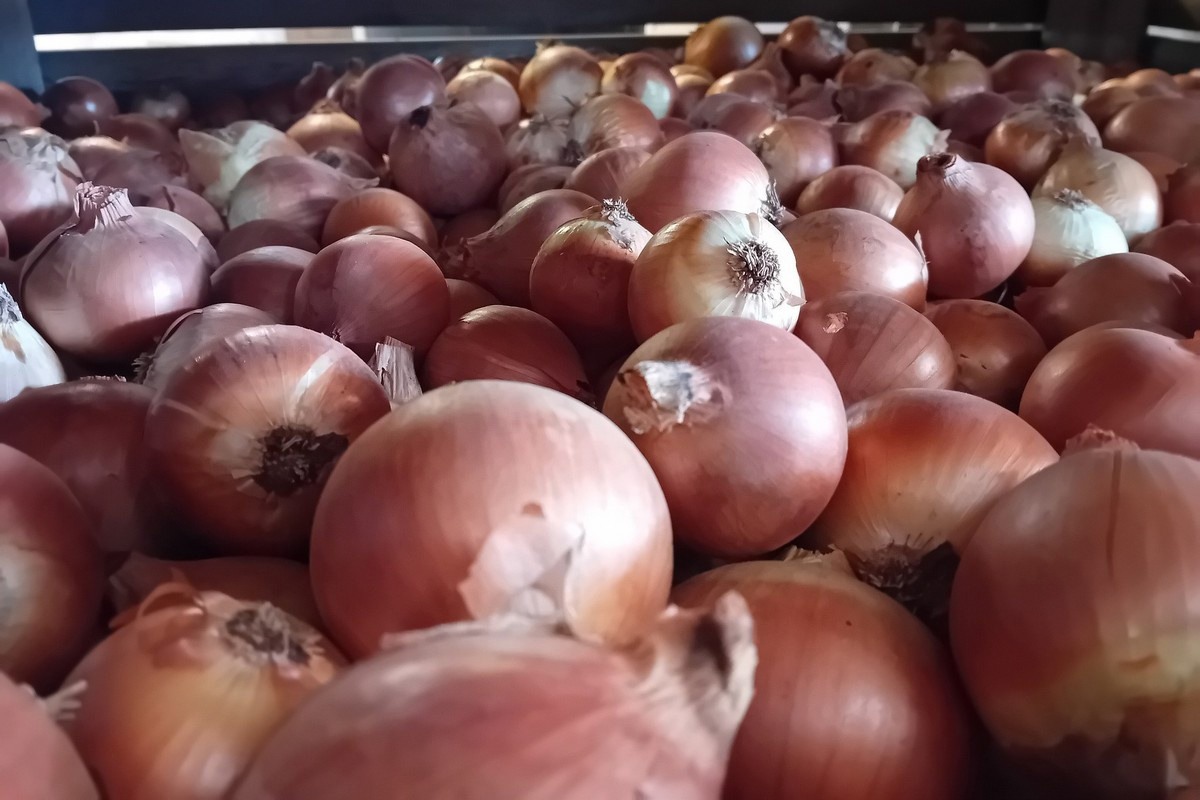 Per la cipolla ramata di Montoro annata record tra qualità, resa e ...