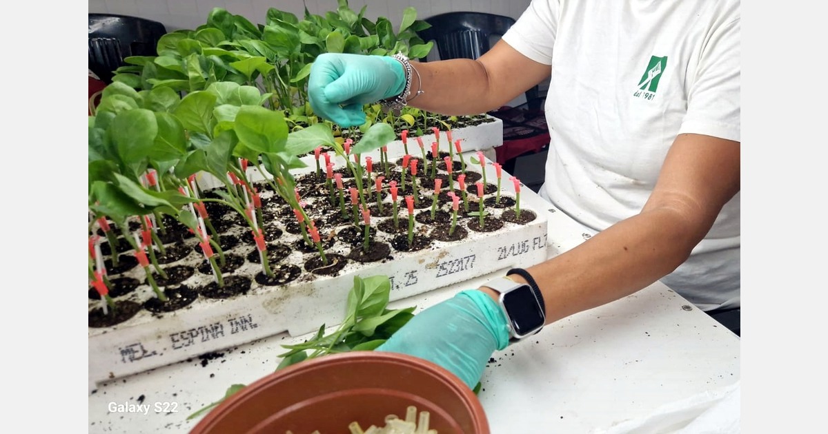 Non solo protezione: il guanto monouso all'aloe vera che idrata la pelle
