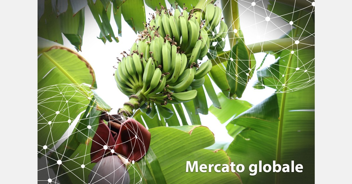 Focus sul mercato mondiale delle banane