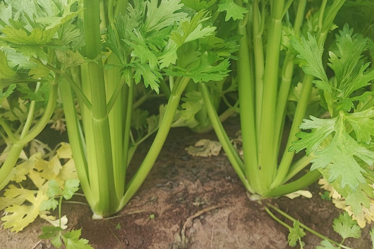 "Grazie alla rigenerazione del suolo abbiamo incrementato la produzione ...