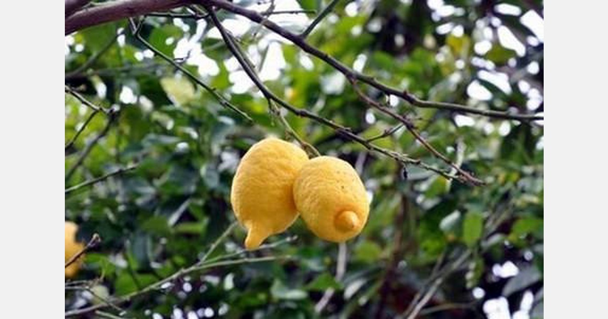 Scheda prodotto: il Limone Interdonato