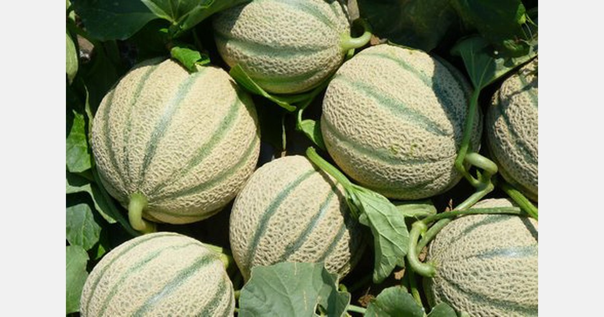 La gamma del melone retato italiano Nunhems: vigoria, uniformita', gusto
