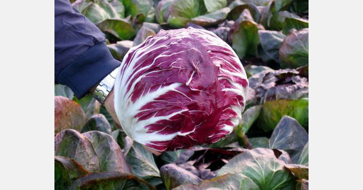 In raccolta il radicchio RUBRO di Bejo nelle provincia di Macerata