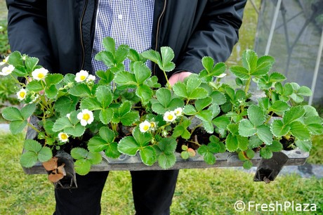 La fragola e' il cavallo di battaglia per i Vivai Mazzoni, grazie alle ...