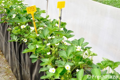 La fragola e' il cavallo di battaglia per i Vivai Mazzoni, grazie alle ...