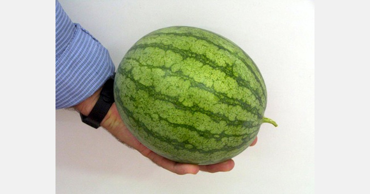 Mini angurie: i prezzi non coprono il gap produttivo rispetto alle ...