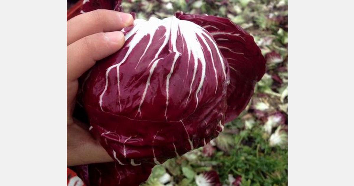 Azienda Agricola Alvata: iniziata con successo la campagna raccolta ...