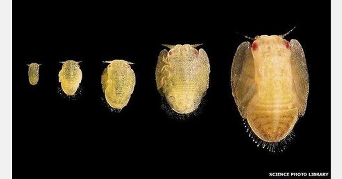 Citrus greening: una nuova ricerca svela i segreti del batterio per ...
