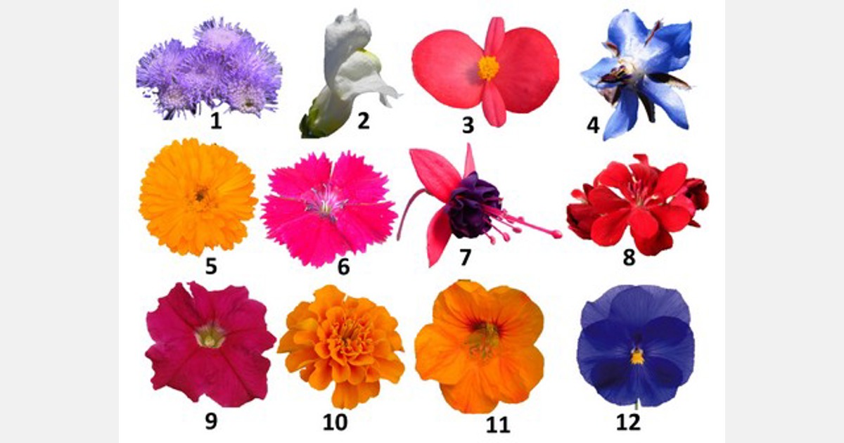 Fiori eduli: un connubio di sapore e salute