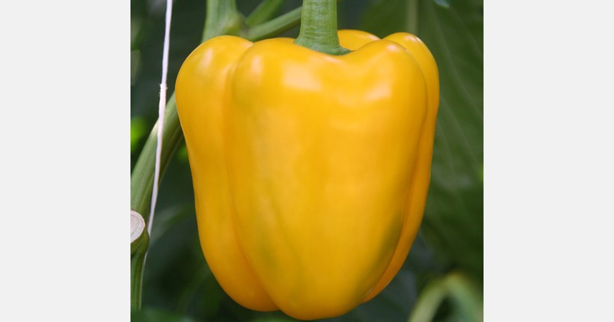 La varietà di peperone giallo torna al centro della scena quando le ...