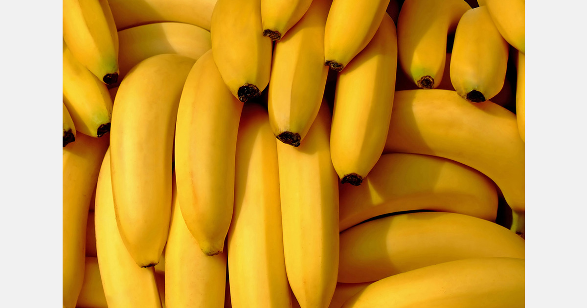 Flettono i prezzi delle banane della Costa Rica, stabili quelle di ...