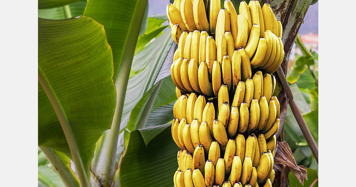 I coltivatori di banane indiani chiedono un prezzo minimo di sostegno ...