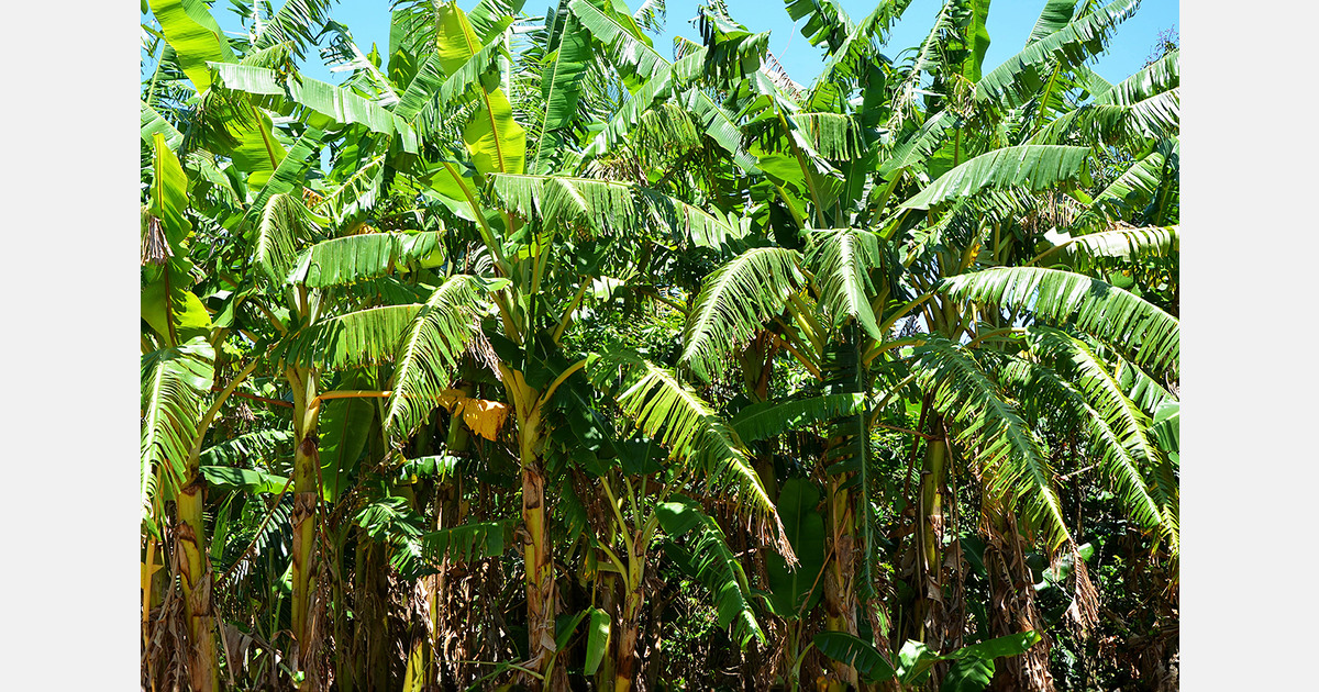 Il Brasile testa banane resistenti alla malattia di Panama