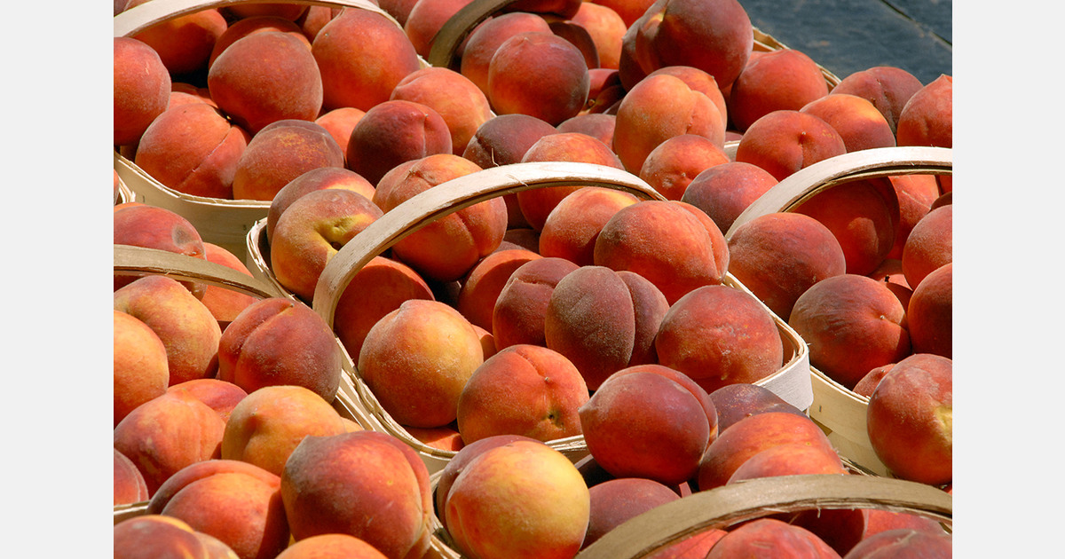 Pesche, percoche e nettarine: tiene la produzione italiana, cali ...