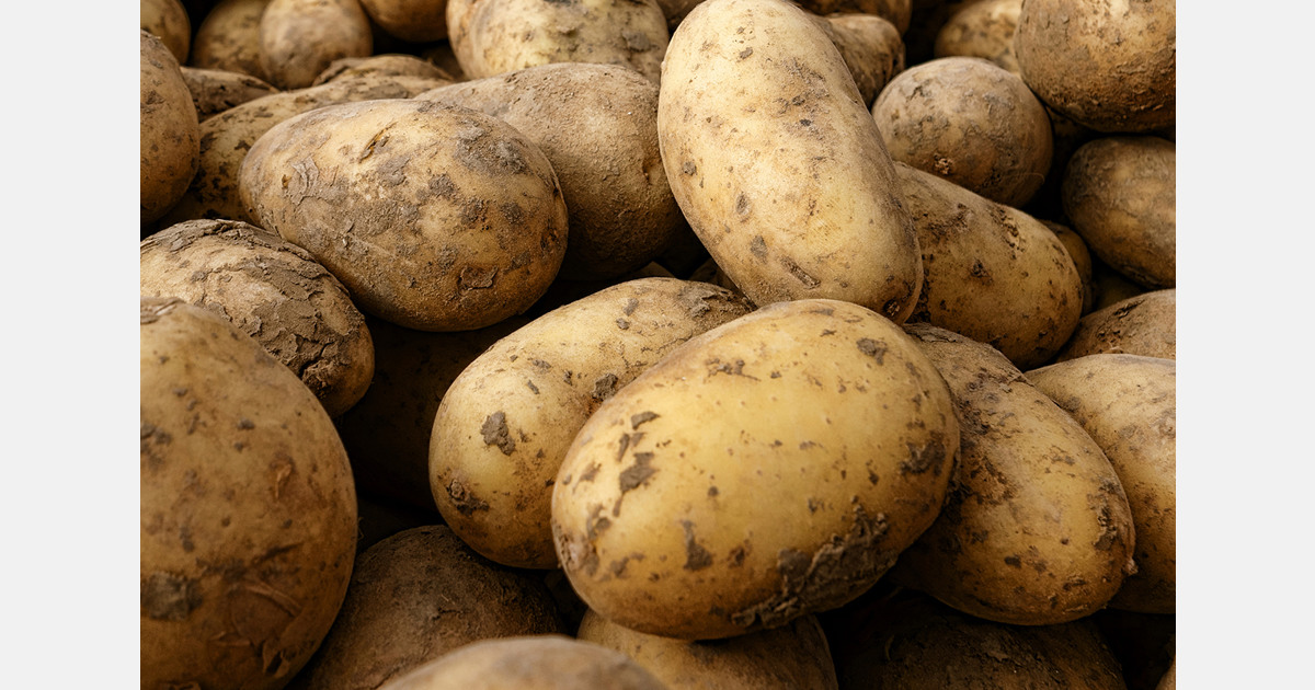 Campagna della patata: inizio in salita, superfici dimezzate in due anni