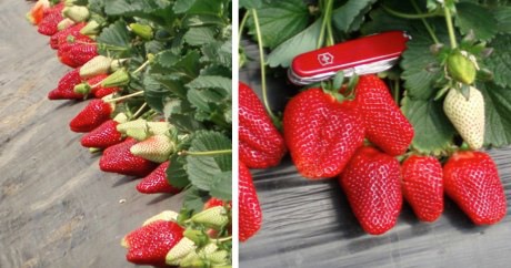 La fragola e' il cavallo di battaglia per i Vivai Mazzoni, grazie alle ...