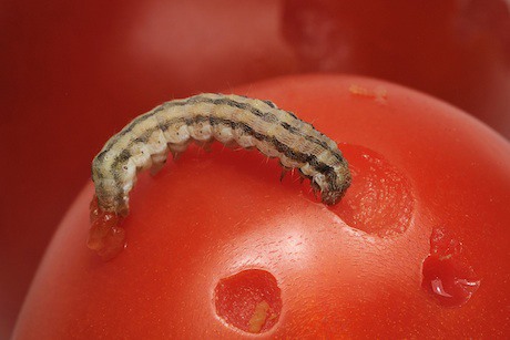 Le schede IBMA: il Bacillus thuringiensis, la star degli insetticidi ...