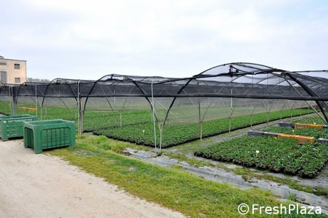 La fragola e' il cavallo di battaglia per i Vivai Mazzoni, grazie alle ...