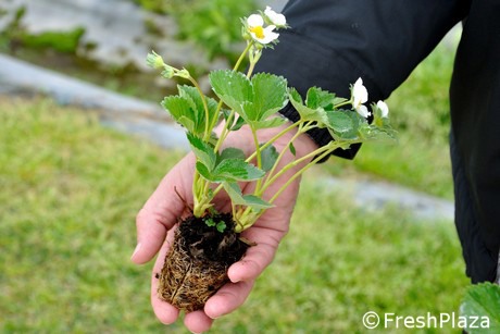 La fragola e' il cavallo di battaglia per i Vivai Mazzoni, grazie alle ...