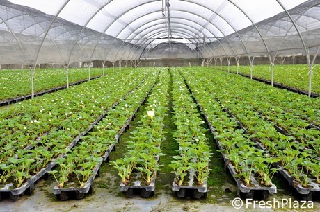 La fragola e' il cavallo di battaglia per i Vivai Mazzoni, grazie alle ...