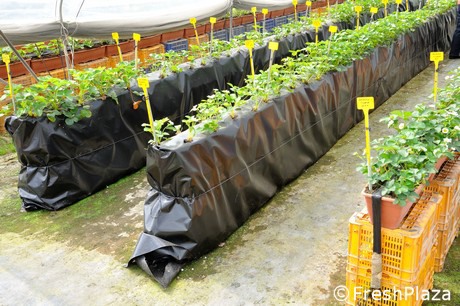 La fragola e' il cavallo di battaglia per i Vivai Mazzoni, grazie alle ...